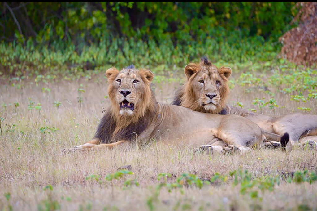 Farewell to the Kings of Gir: Legendary Lion Duo Jay-Veeru Pass Into ...